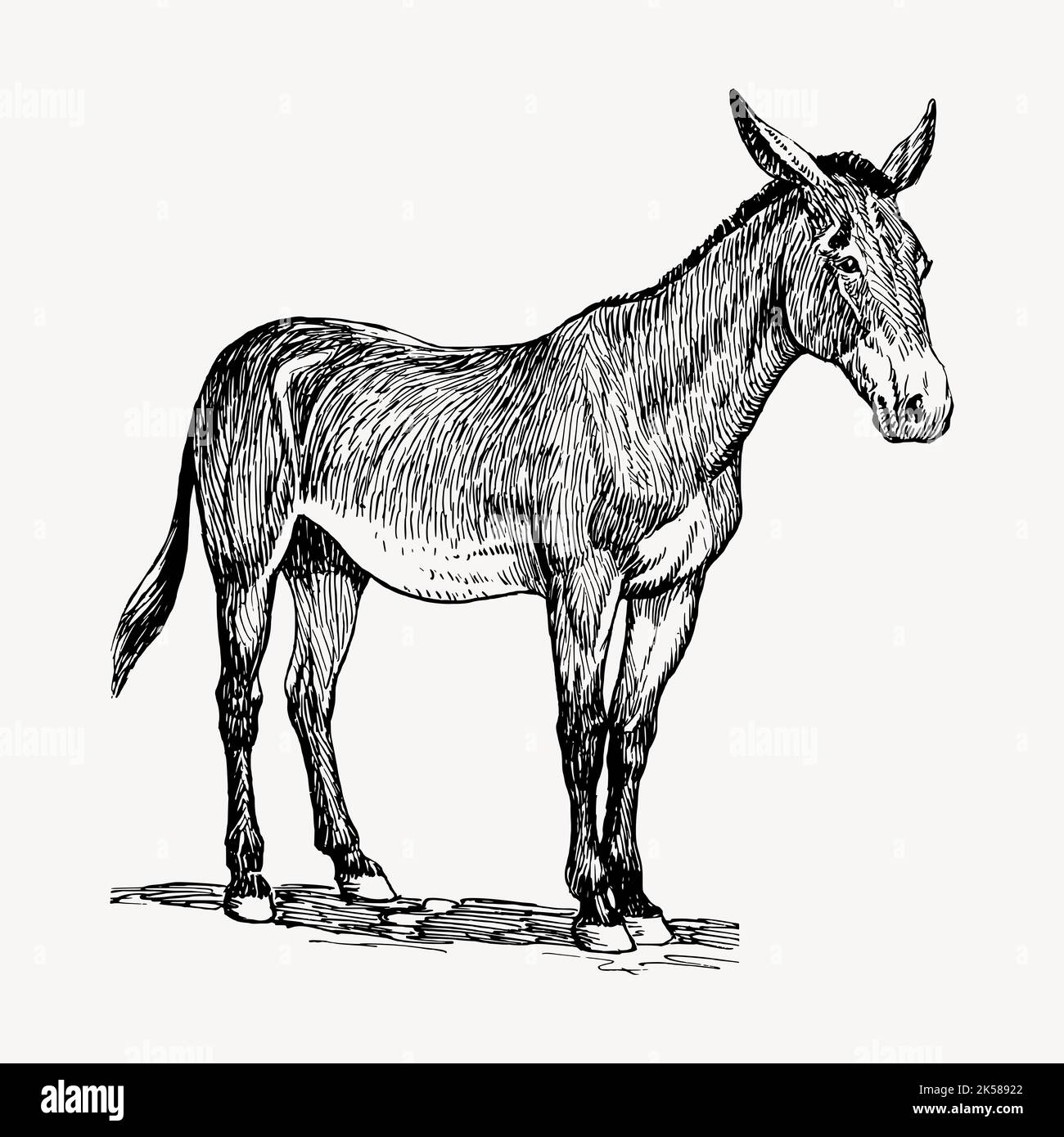 Donkey, farm animal clipart, vintage illustration vector Stock Vector ...