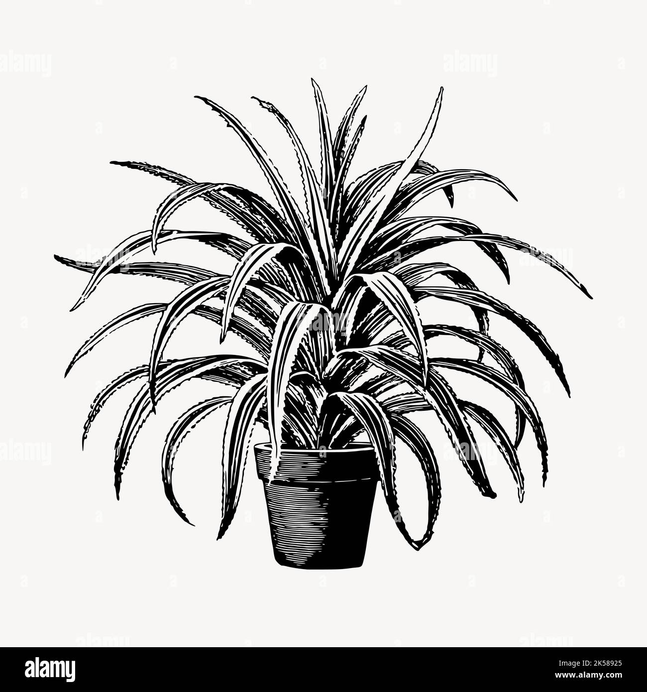 Pandanus plant clipart, vintage illustration vector Stock Vector Image ...