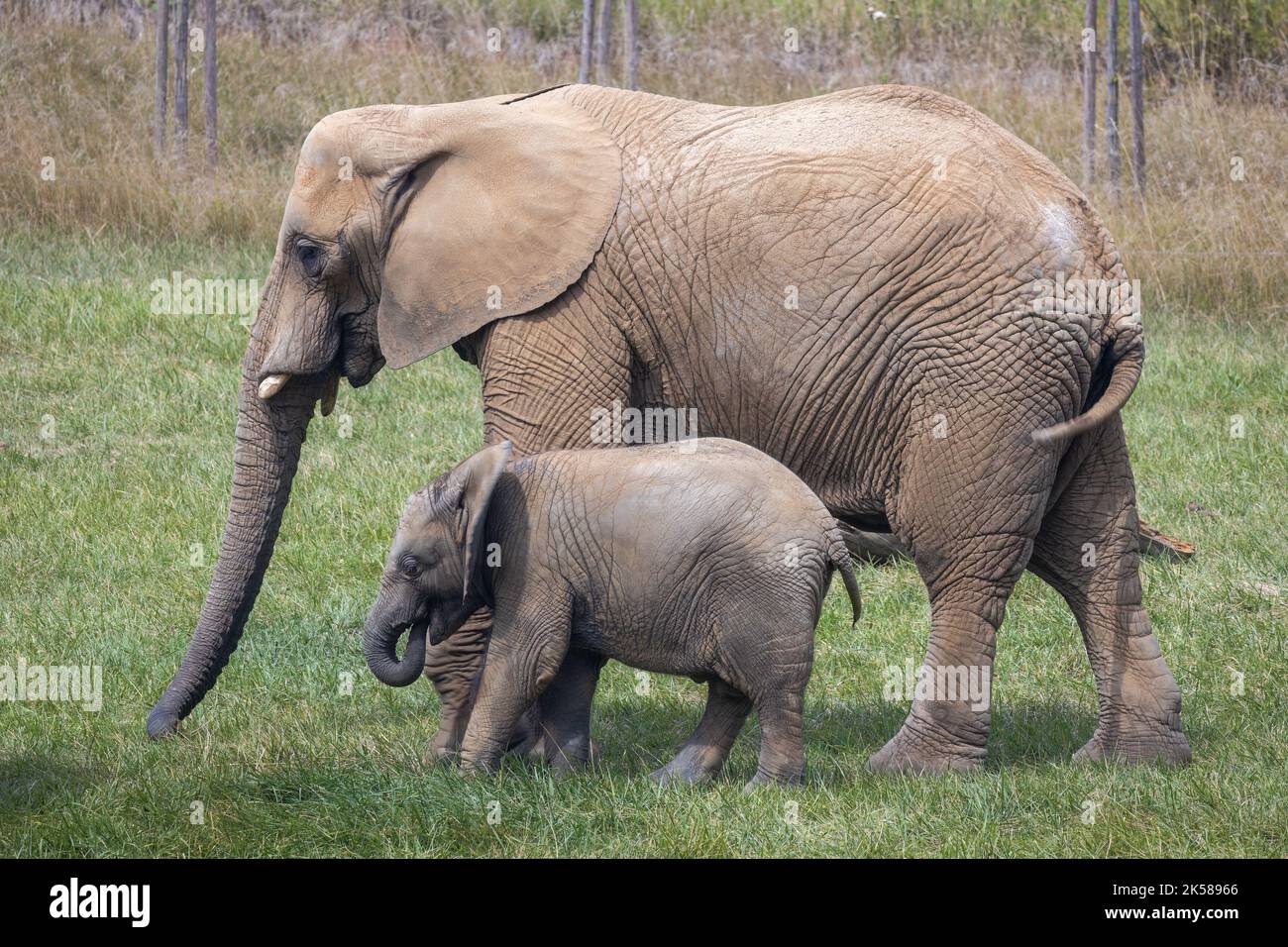 African elephants (Loxodonta africana), baby elephant with its parent ...