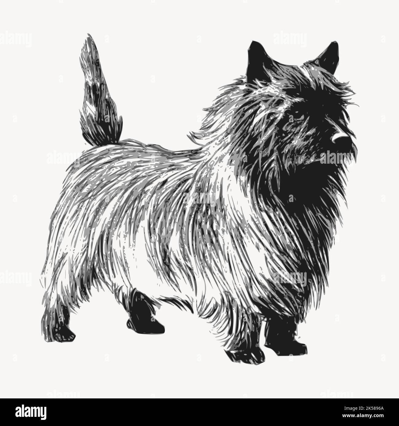 Cairn Terrier dog drawing clipart, vintage illustration vector Stock ...