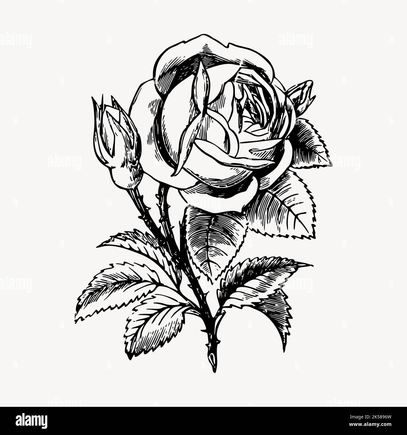 Garden rose clipart, vintage illustration vector Stock Vector Image ...