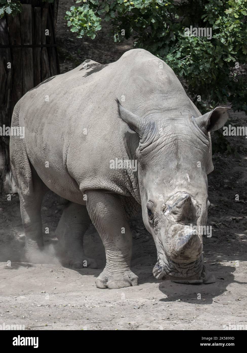 The southern white rhinoceros (Ceratotherium simum simum), also known ...