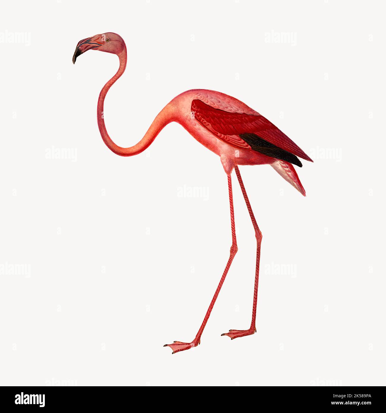 Pink flamingo clipart, animal illustration vector Stock Vector Image ...