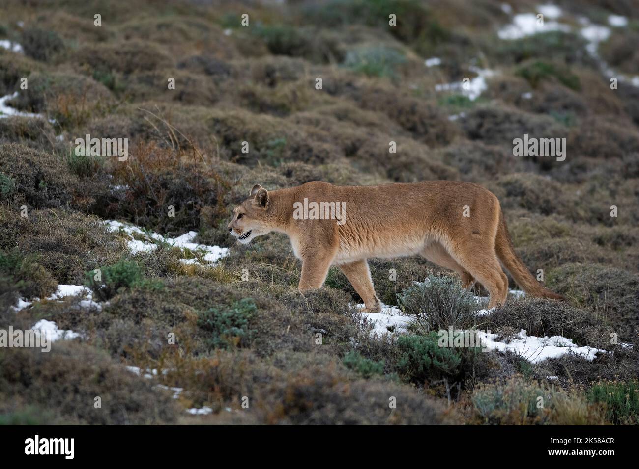 Puma walking in mountain environment, Torres del Paine National Park ...