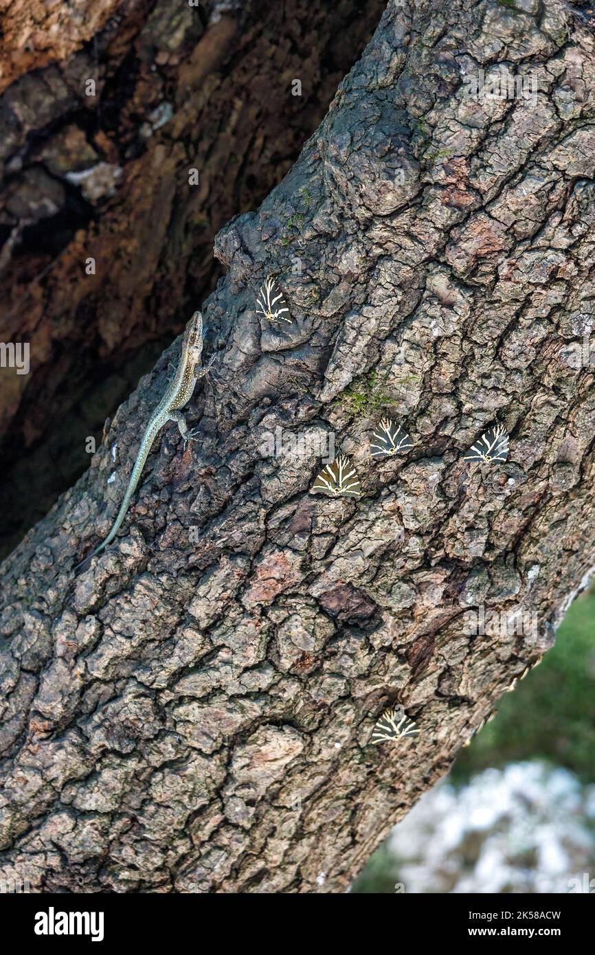 Lizard and butterflies on a tree trunk in The Valley of Butterflies of ...