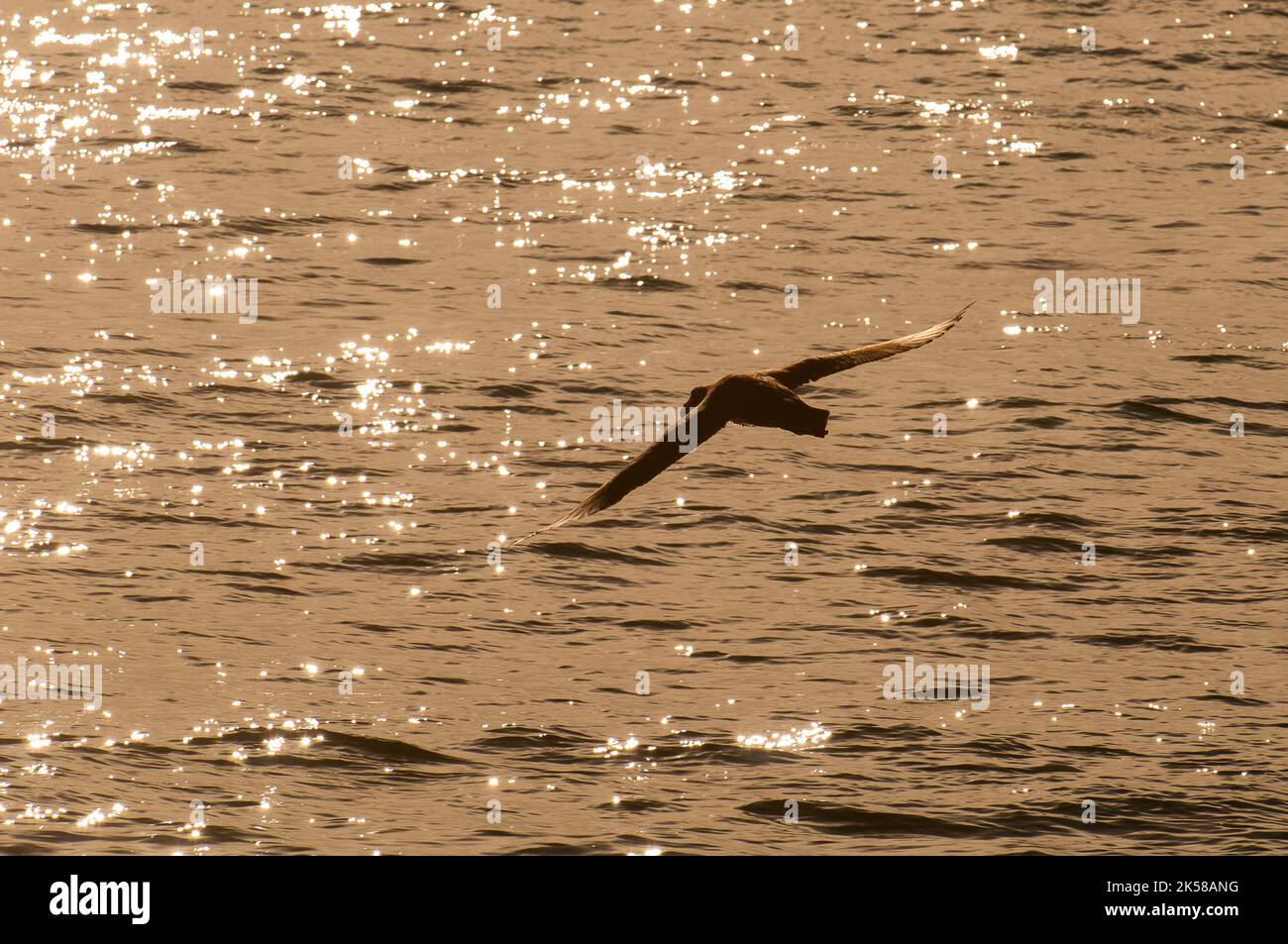 Giant petrel in flight, Peninsula Valdes, Patagonia, Argentina Stock ...