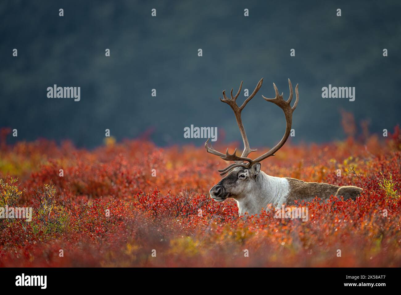Arctic tundra animal herd hi-res stock photography and images - Alamy