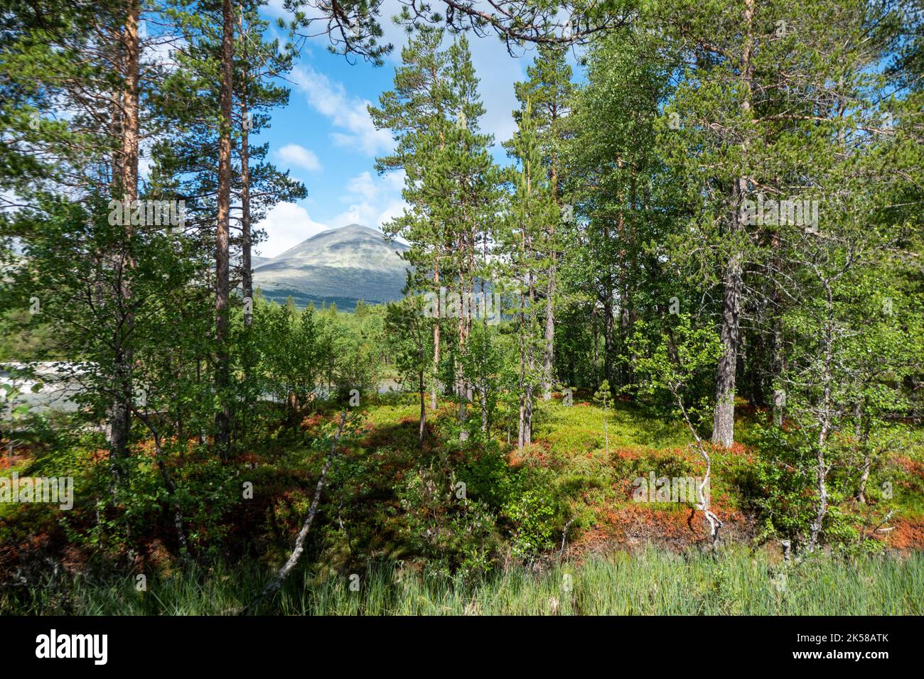 beautiful nature in Rondane National Park, Norway Stock Photo - Alamy