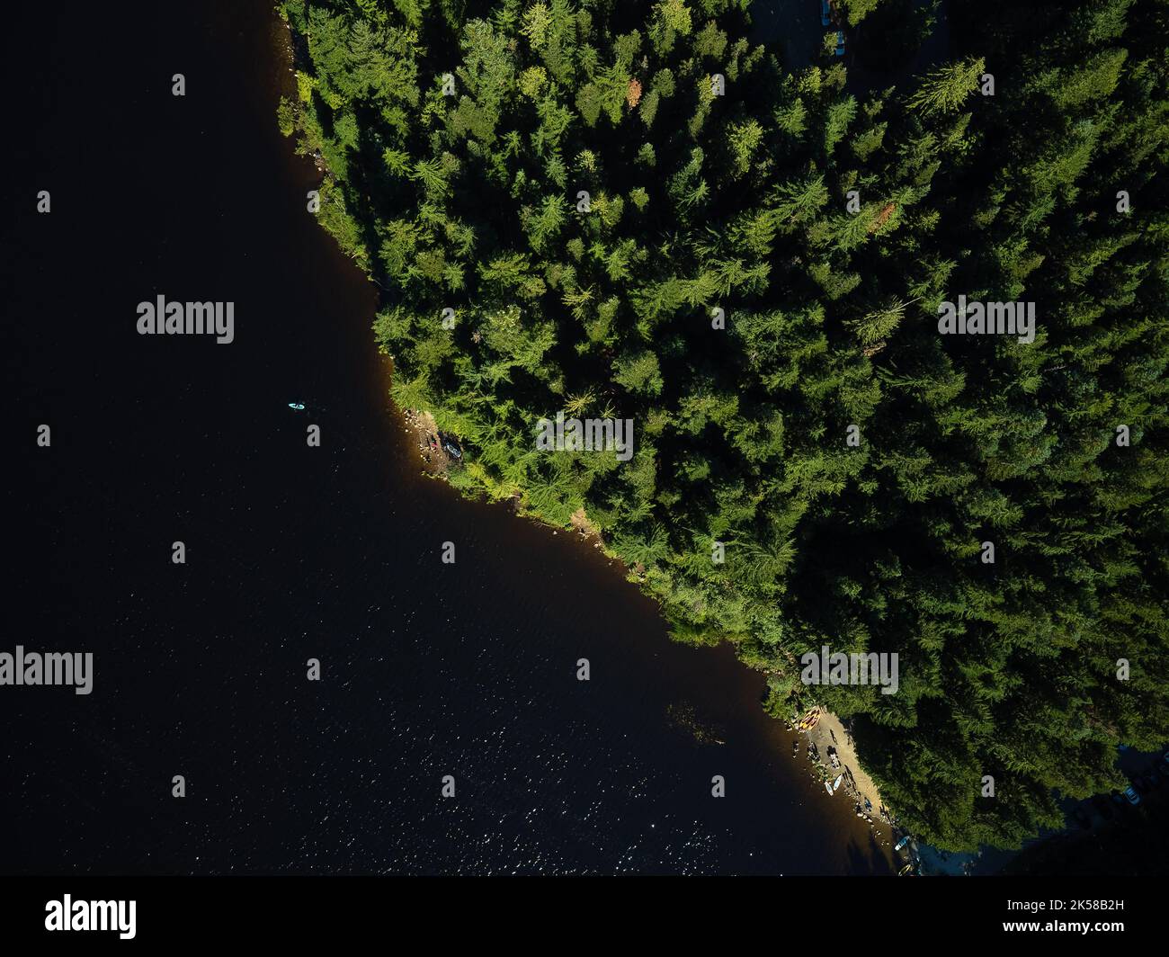 Aerial view. Dense green coniferous forest on the river bank ...