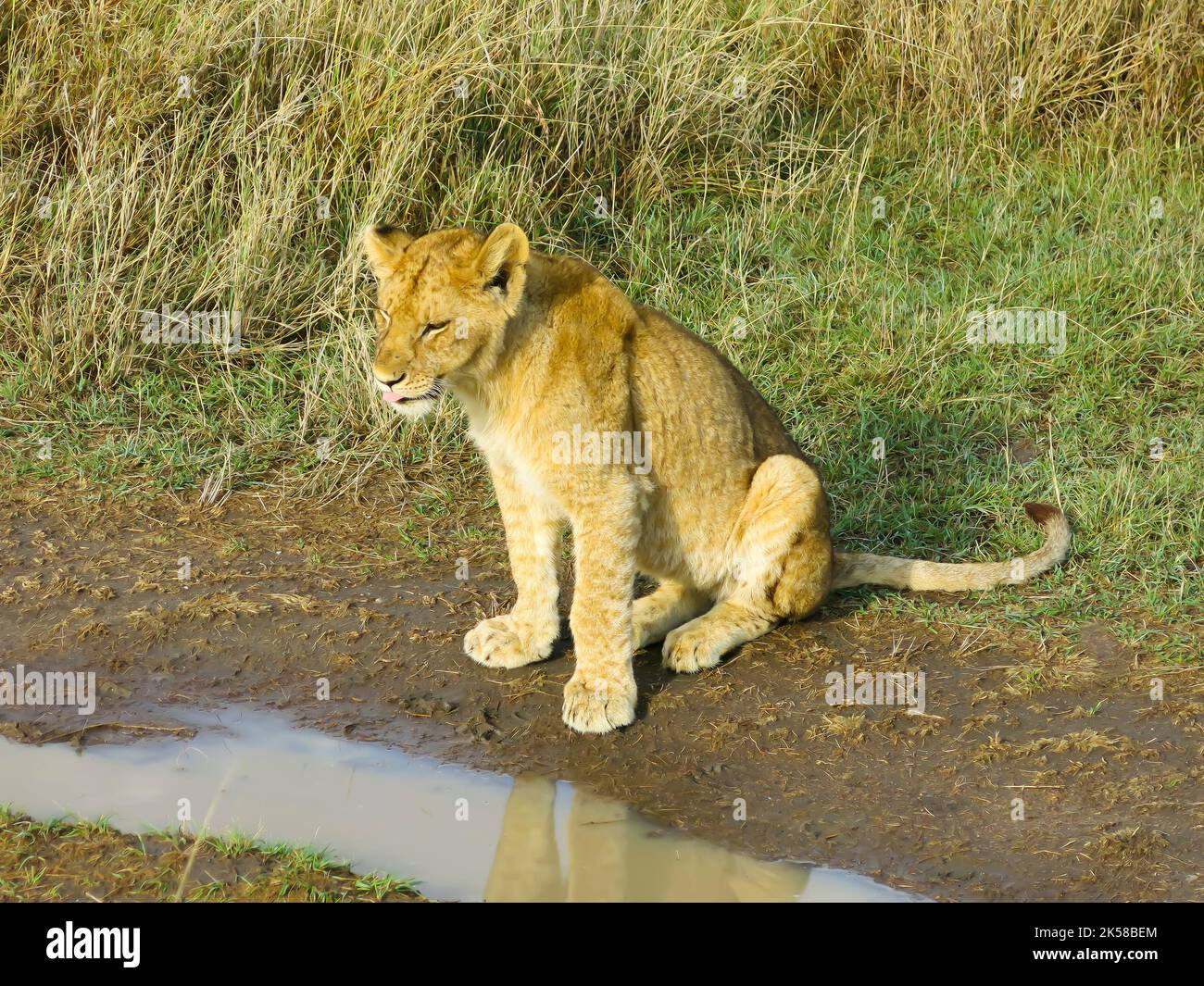 Lion at Rest, Serengeti National Park, Tanzania, East Africa Stock ...