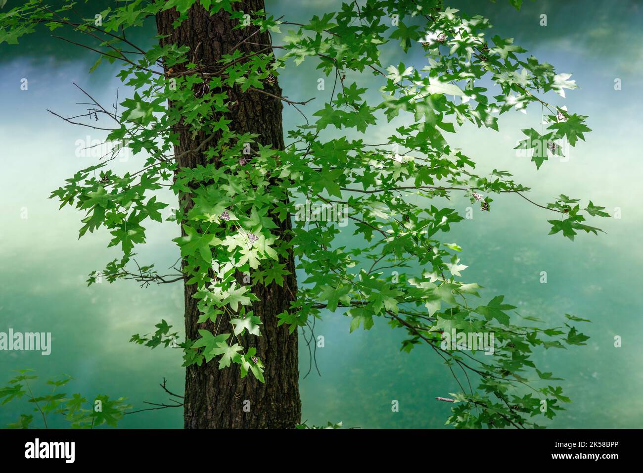 Tree at a lake in The Valley of Butterflies. The Petaloudes valley ...