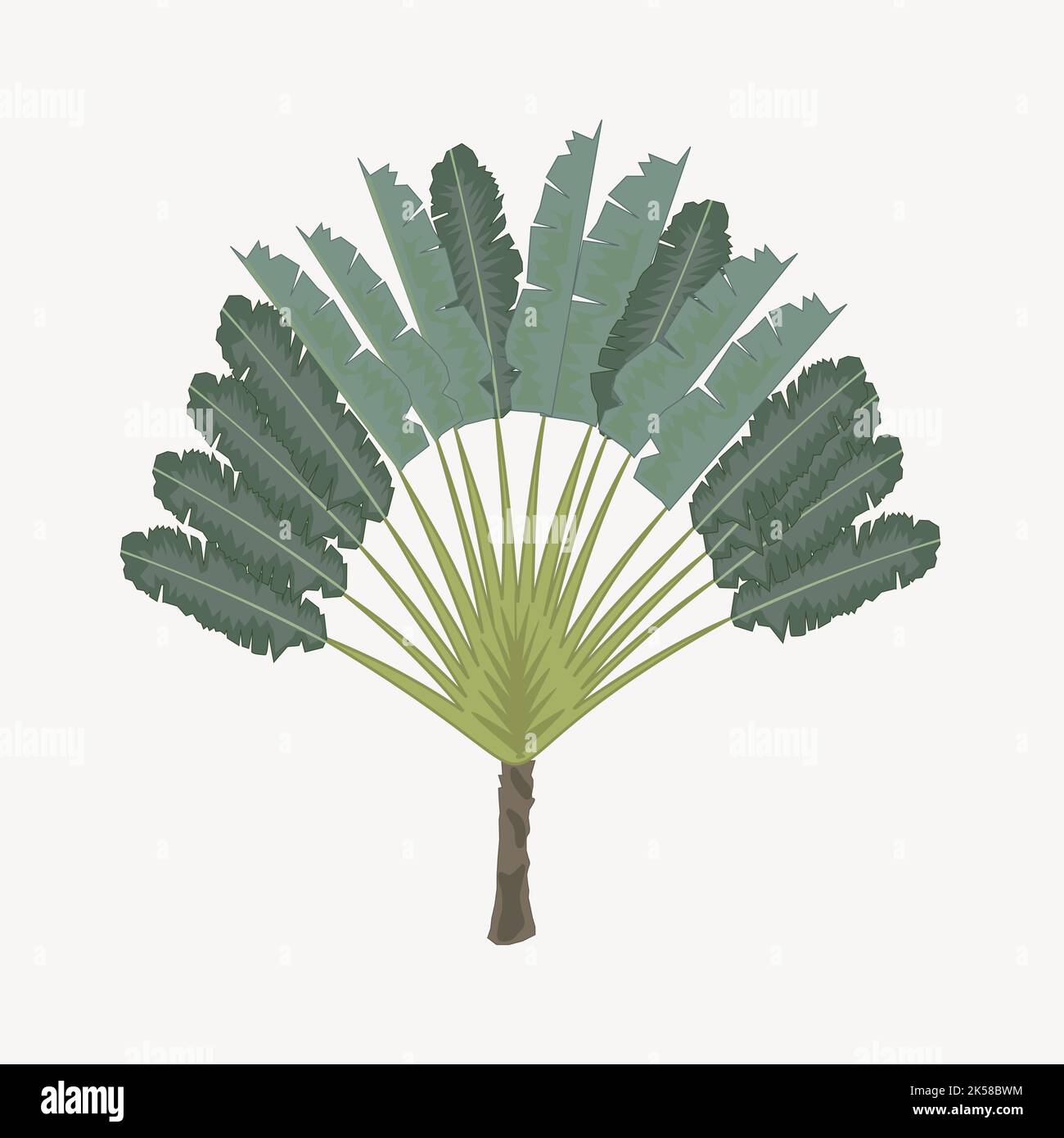 Ravenala tree Stock Vector Images - Alamy