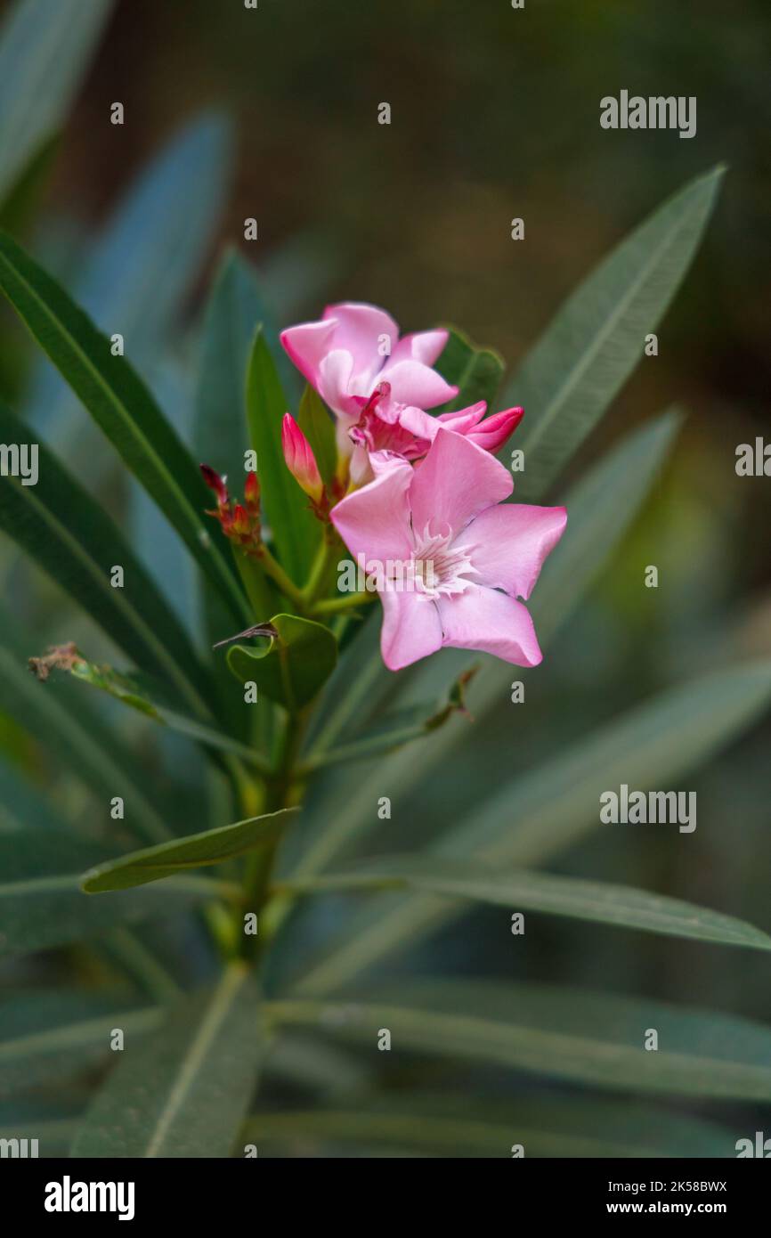The Nerium oleander flower in a forest area The seven springs waterfall ...