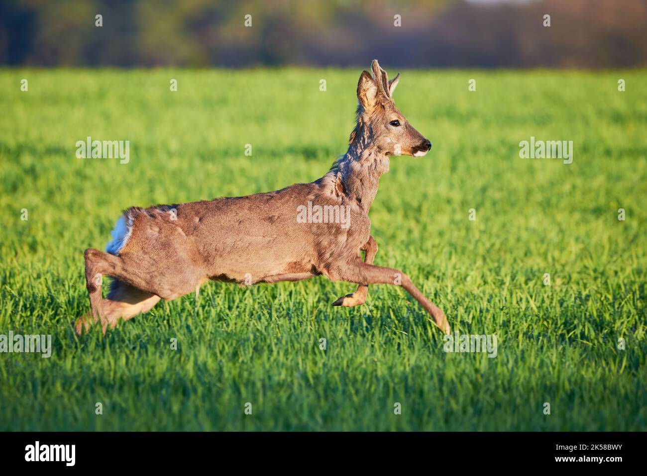 Roe deer male running on field ( Capreolus capreolus ). European roe ...