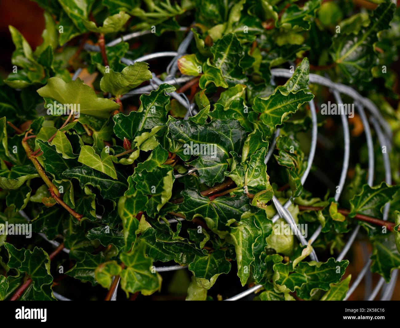 Hedera helix kurston hi-res stock photography and images - Alamy