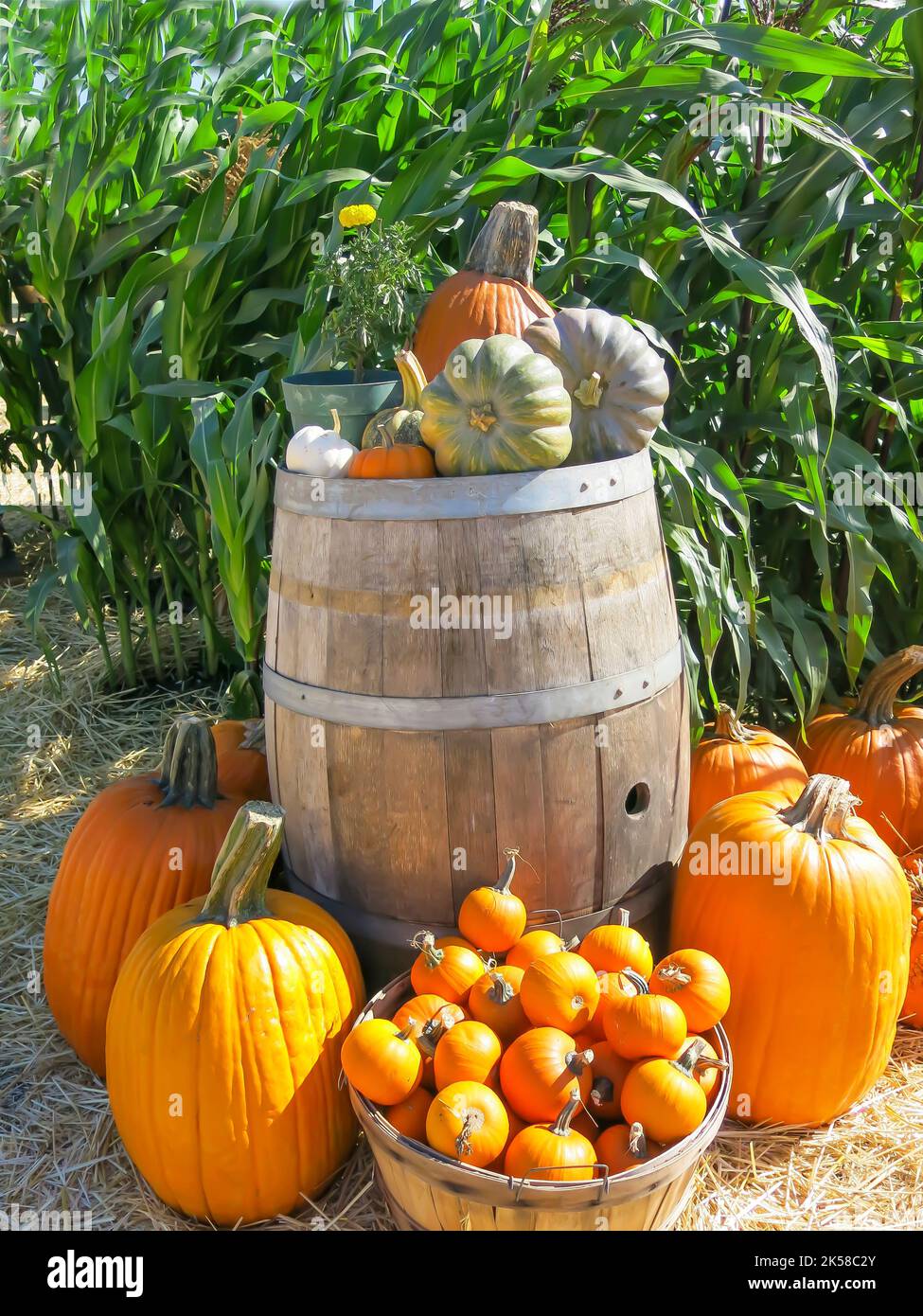 Halloween Display at Pumpkin Patch Stock Photo - Alamy