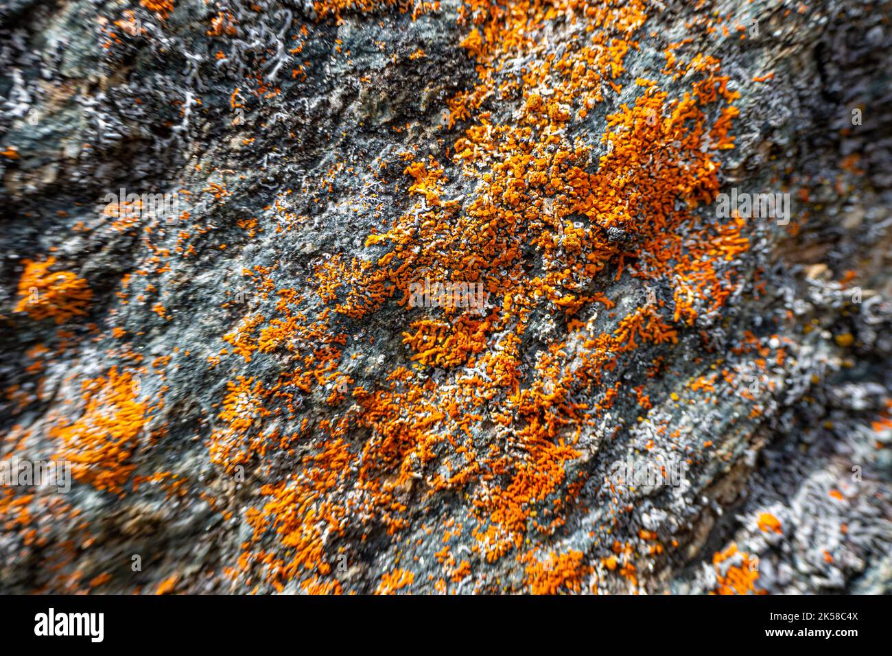 rocks with colourful moss at Rondane national Park in Norway Stock ...
