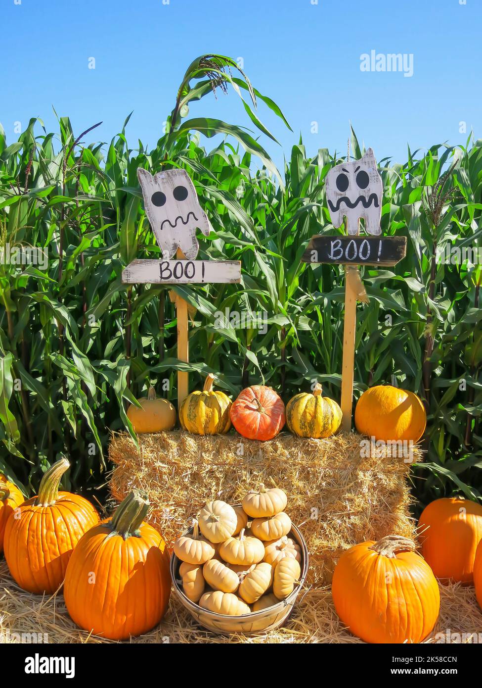 Halloween pumpkin patch hi-res stock photography and images - Alamy