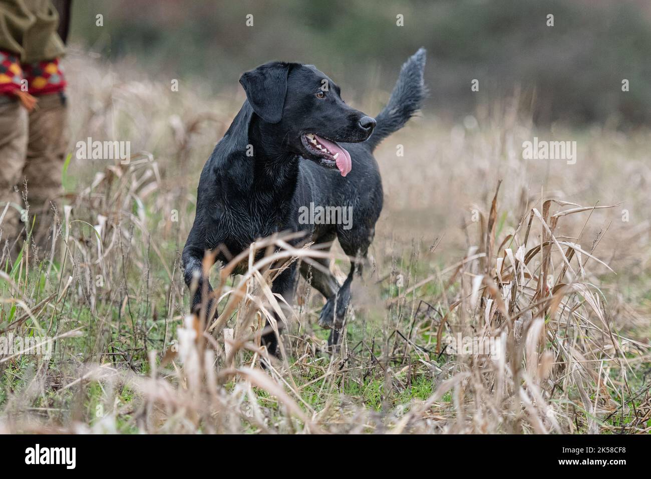 black Labrador gun dog Stock Photo - Alamy