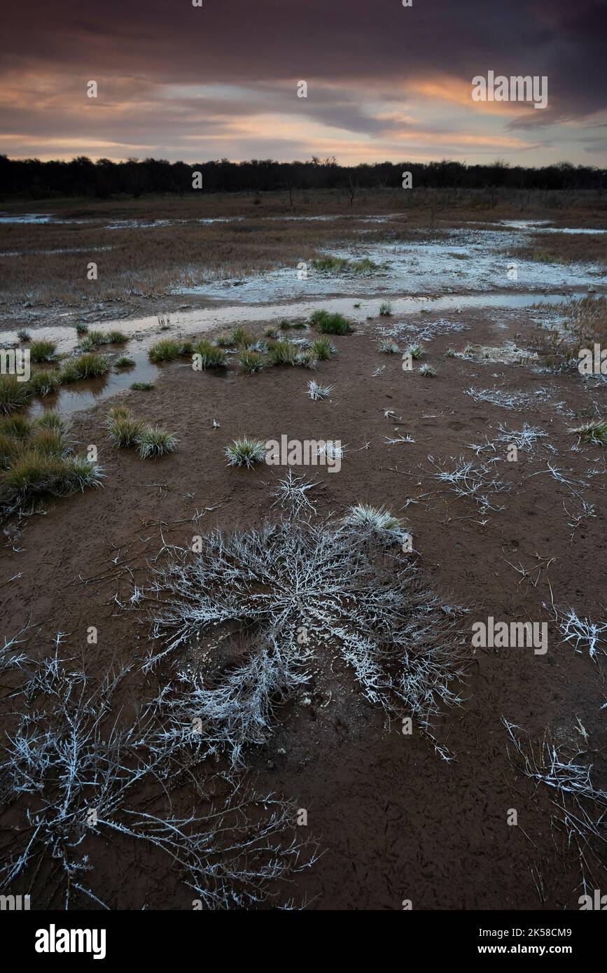 Saltpeter on the floor of a lagoon in a semi desert environment, La ...
