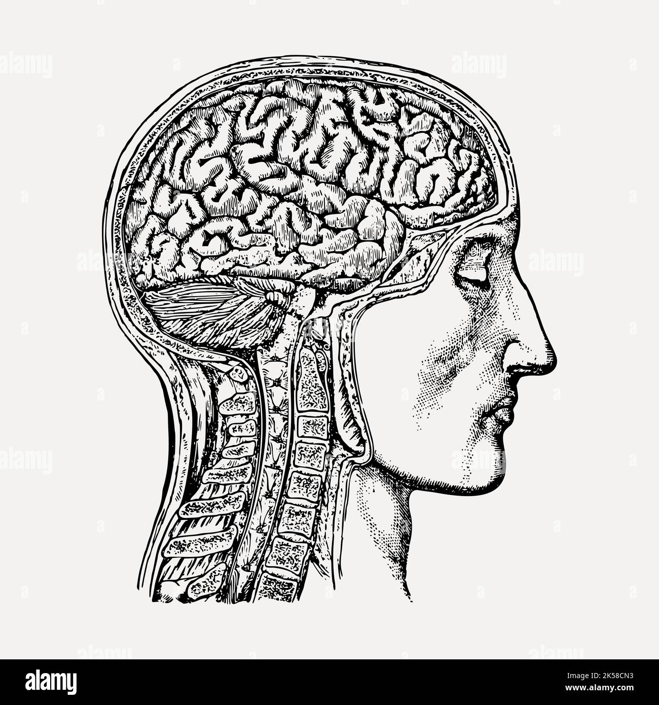 Anatomical brain man hand drawn clipart, black and white illustration ...