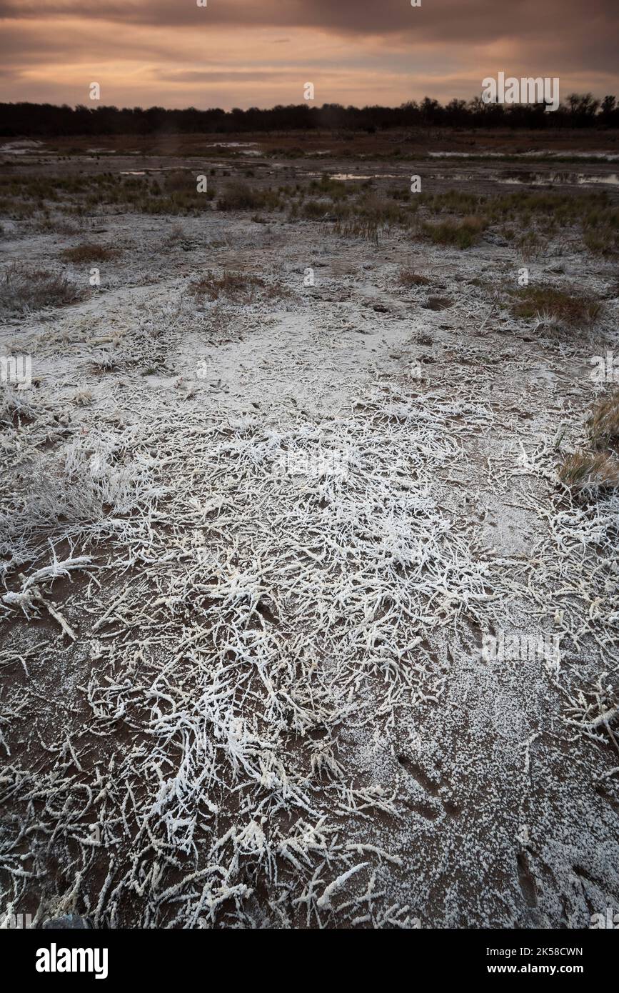 Saltpeter on the floor of a lagoon in a semi desert environment, La ...