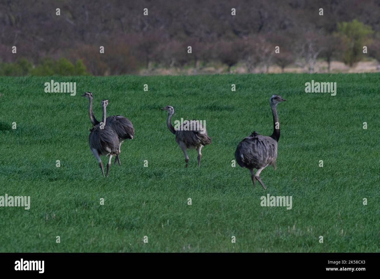 Greater Rhea, Rhea americana, in Pampas coutryside environment, La Pampa province, ,Brazil Stock ...