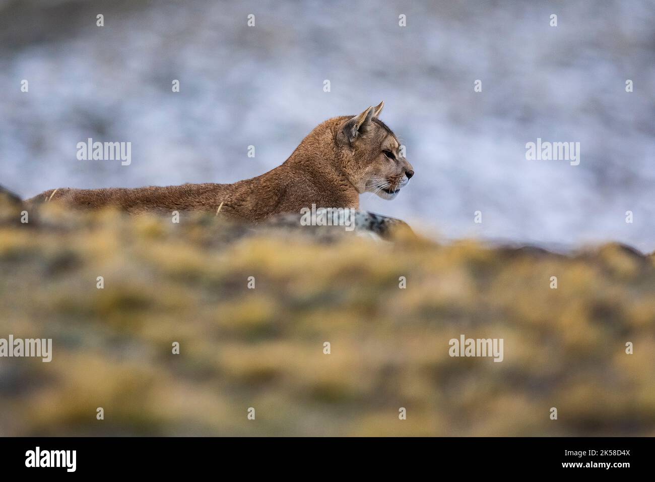 Puma walking in mountain environment, Torres del Paine National Park ...