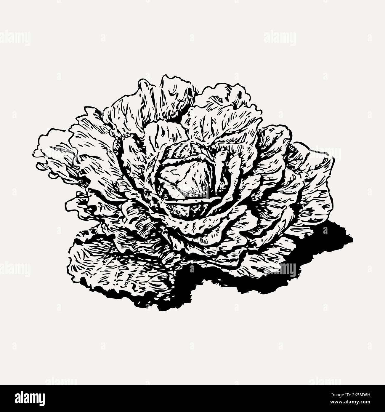Dutch cabbage hand drawn clipart hi-res stock photography and images ...