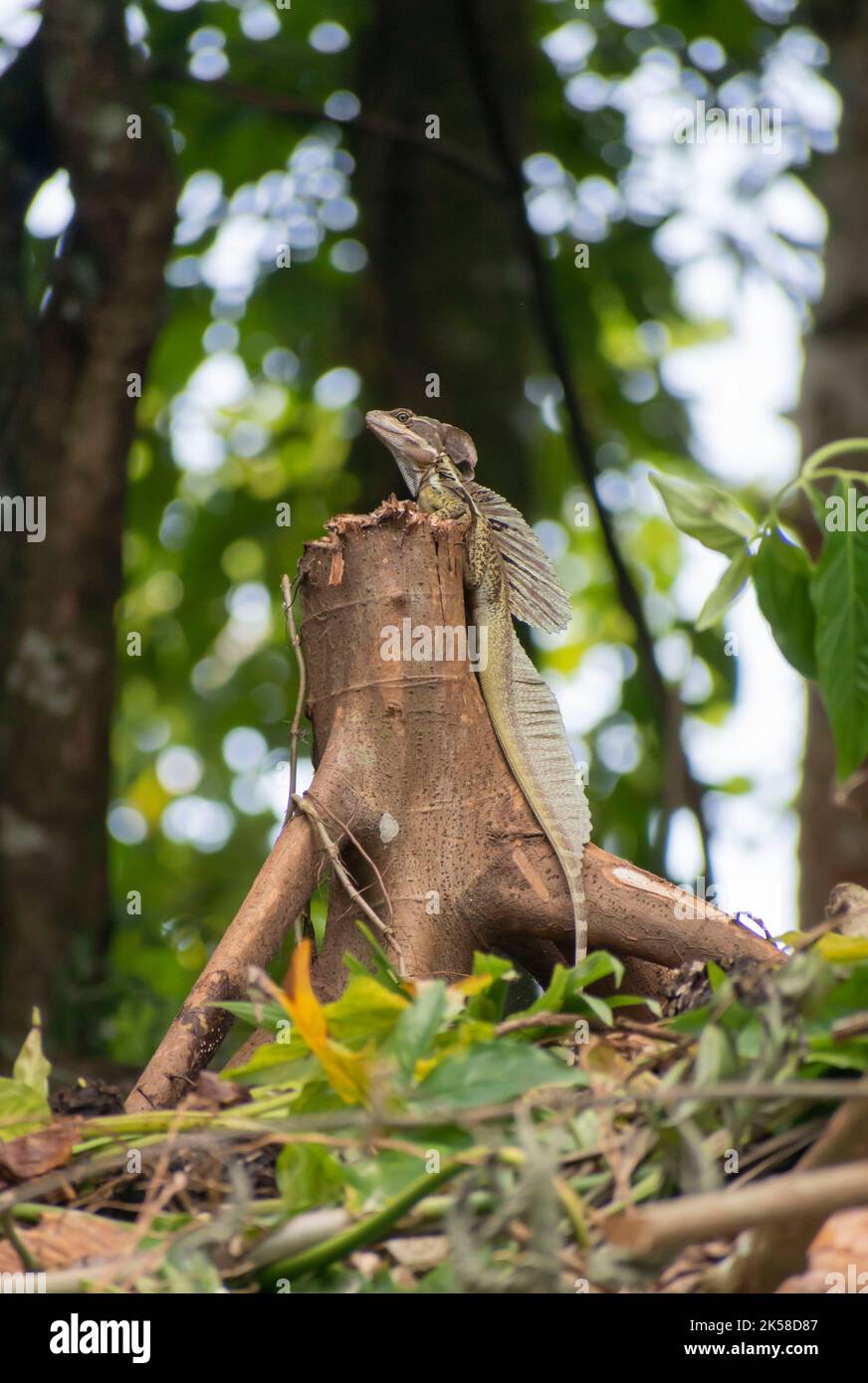 Jurassic backyard lizard on a tree Costa Rica Wildlife Stock Photo - Alamy