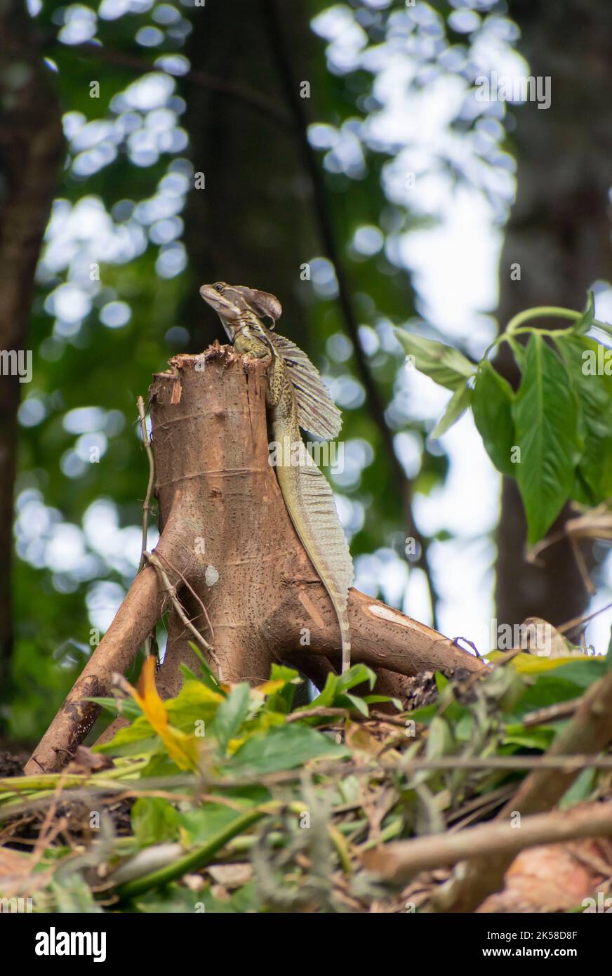Jurassic backyard lizard on a tree Costa Rica Wildlife Stock Photo - Alamy