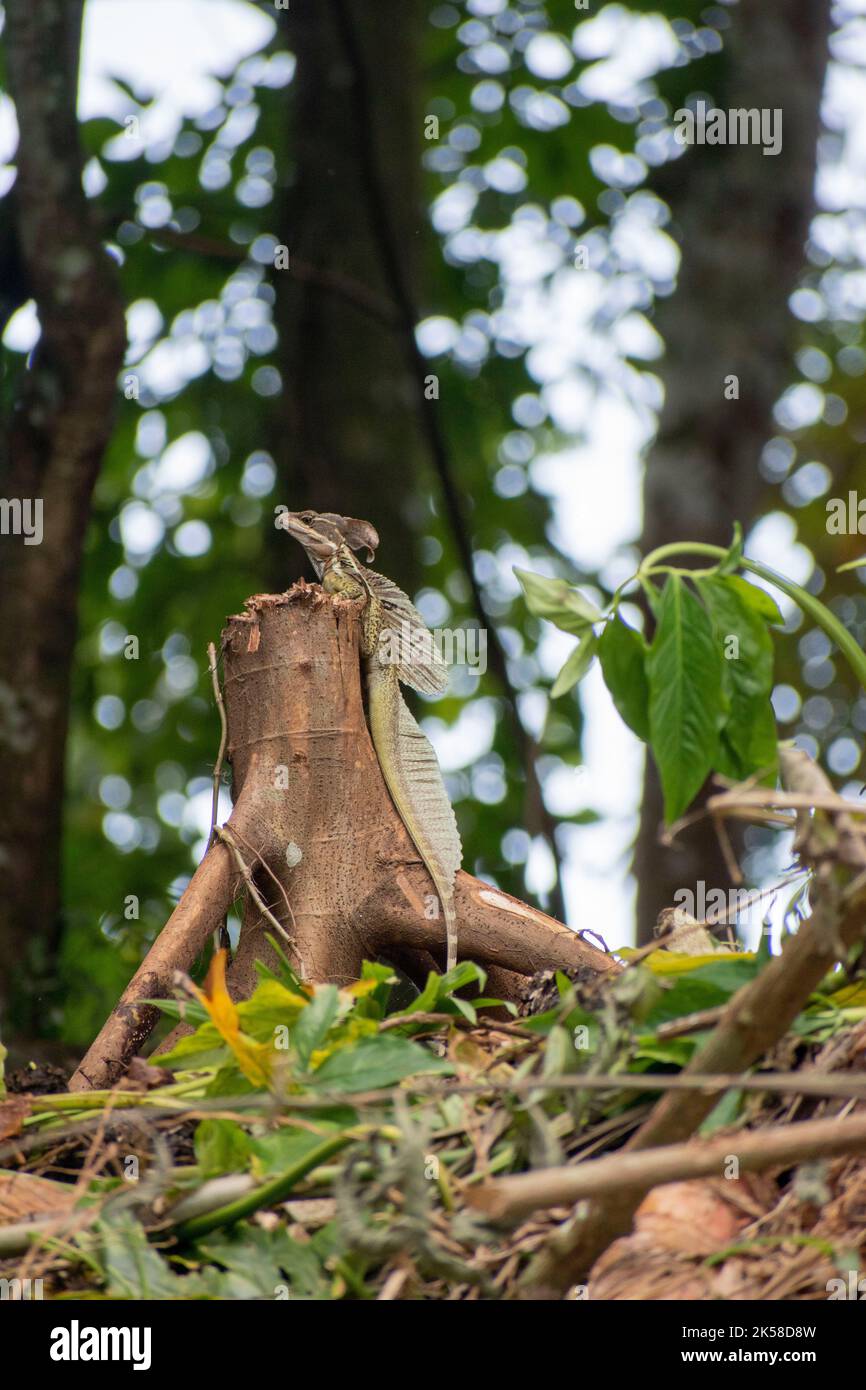 Jurassic backyard lizard on a tree Costa Rica Wildlife Stock Photo - Alamy