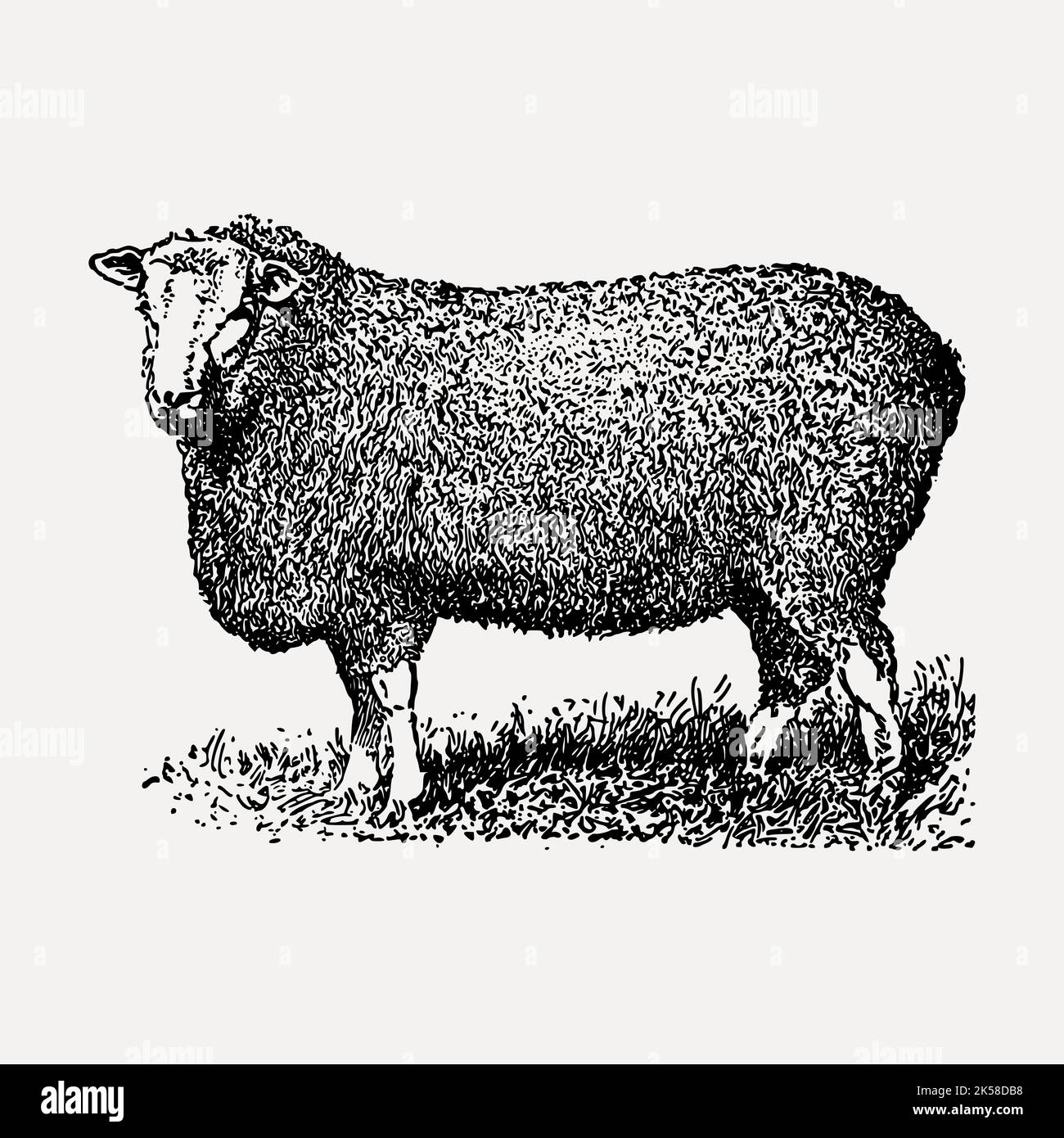 Farm sheep hand drawn clipart, animal illustration vector Stock Vector ...