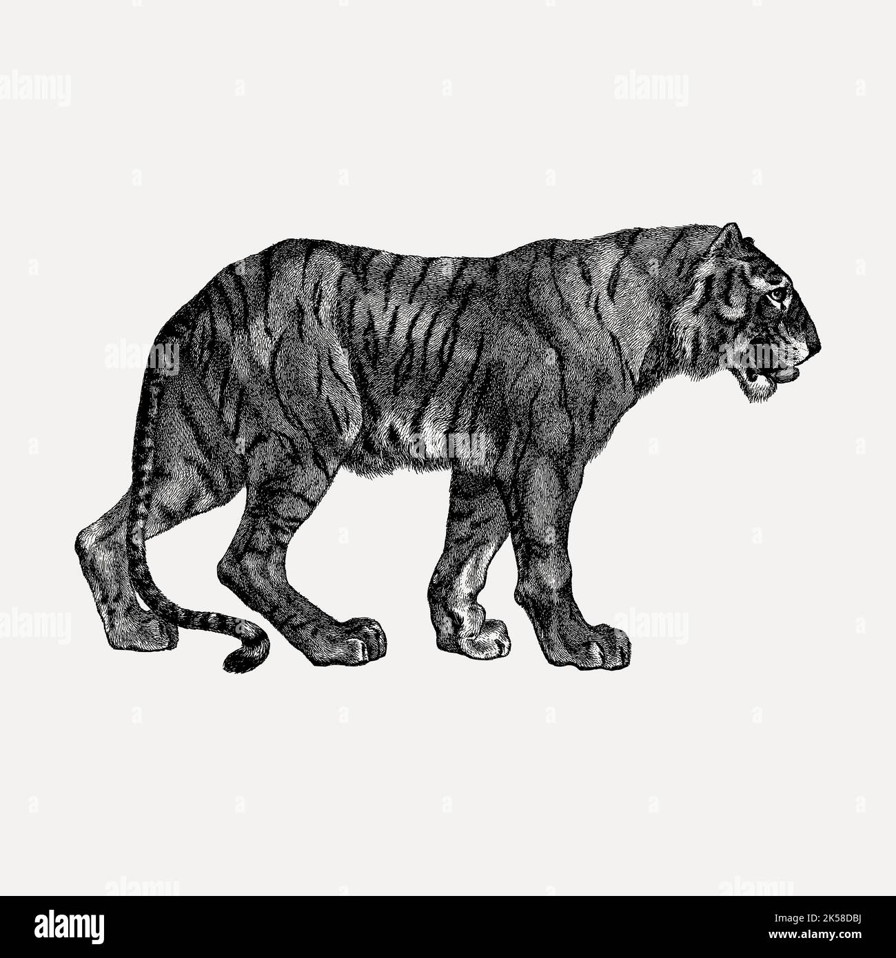 Tiger hand drawn clipart Stock Vector Images - Alamy