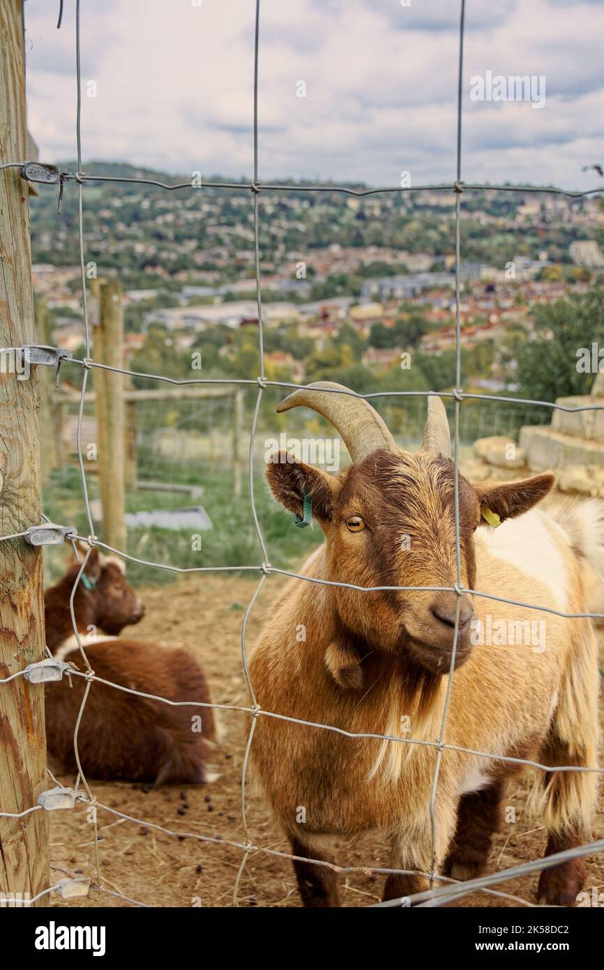 Bath City farm Stock Photo - Alamy
