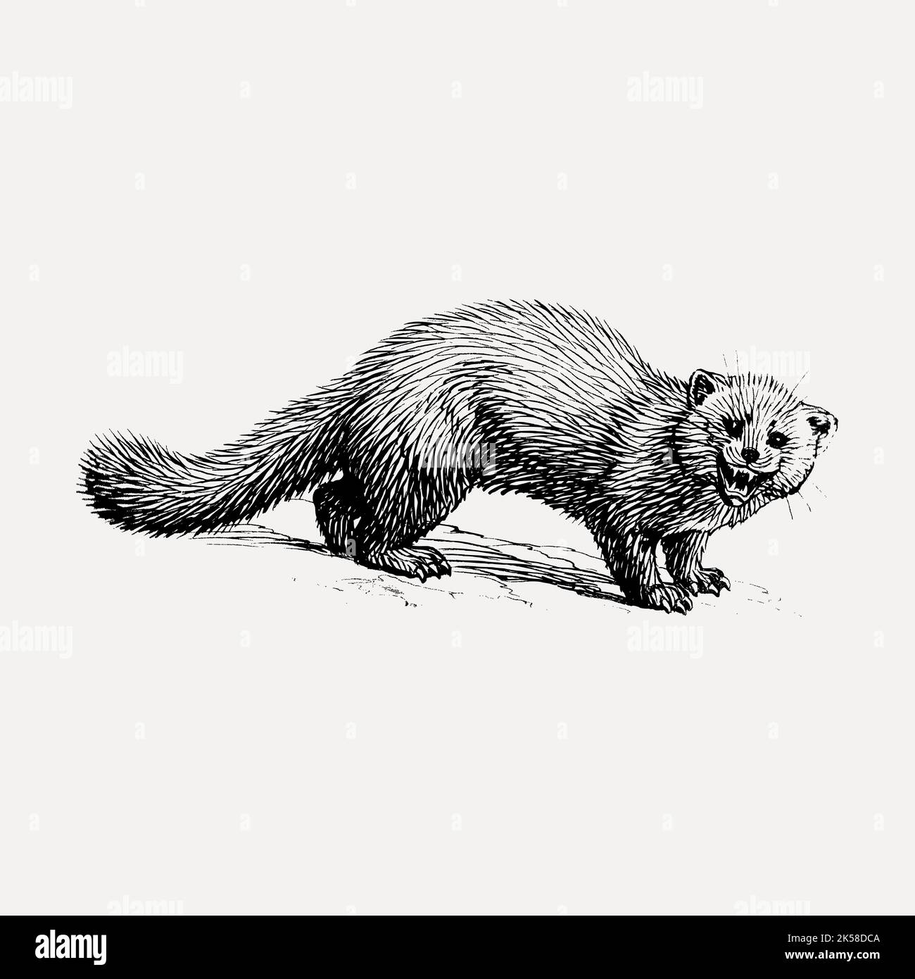 Marten hand drawn clipart, animal illustration vector Stock Vector ...