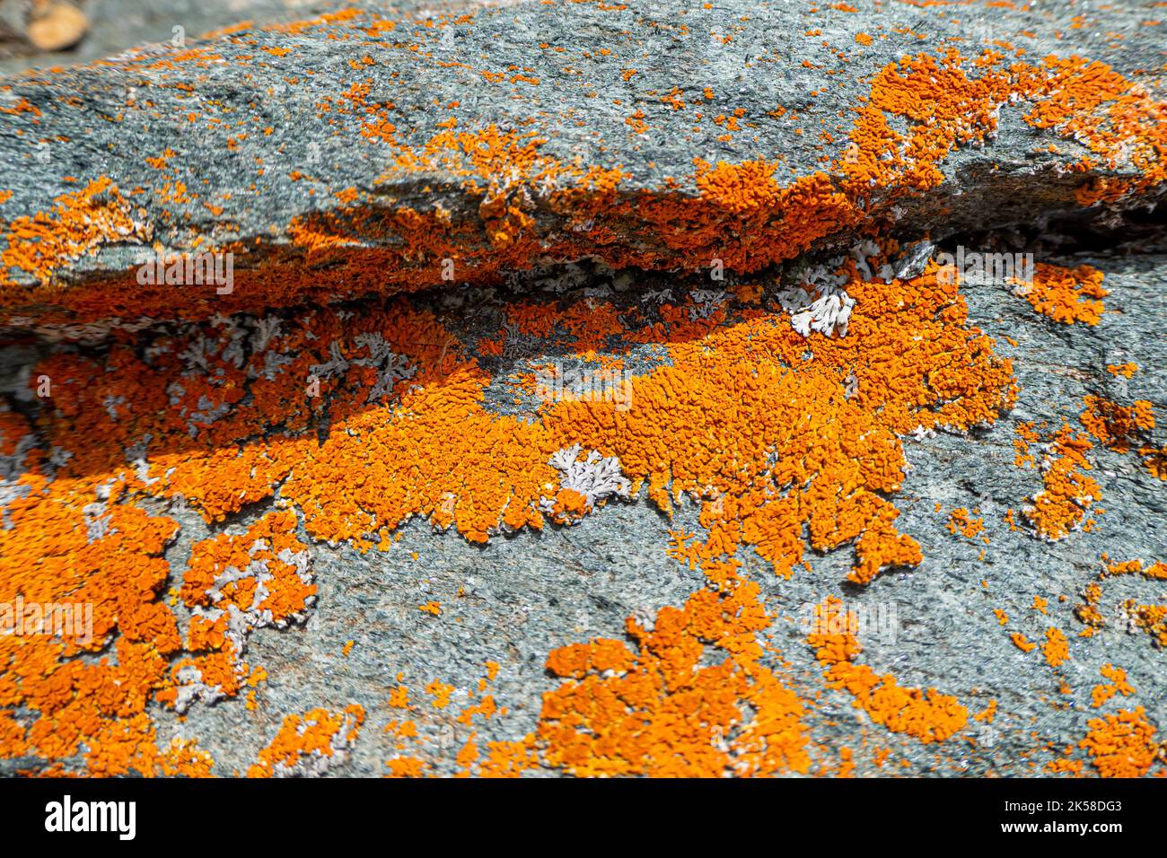 rocks with colourful moss at Rondane national Park in Norway Stock ...