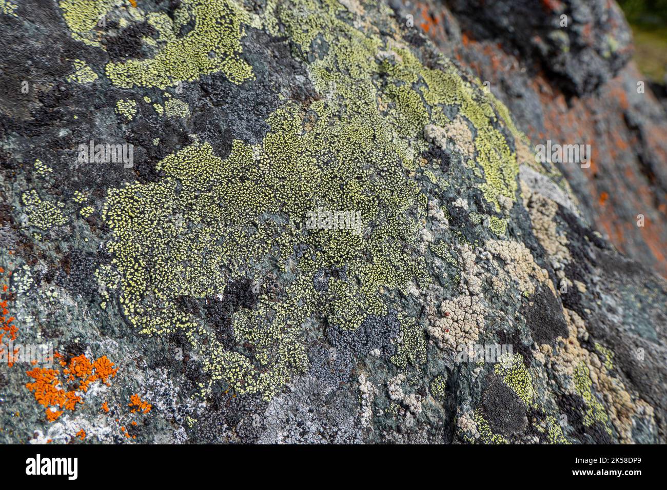 rocks with colourful moss at Rondane national Park in Norway Stock ...