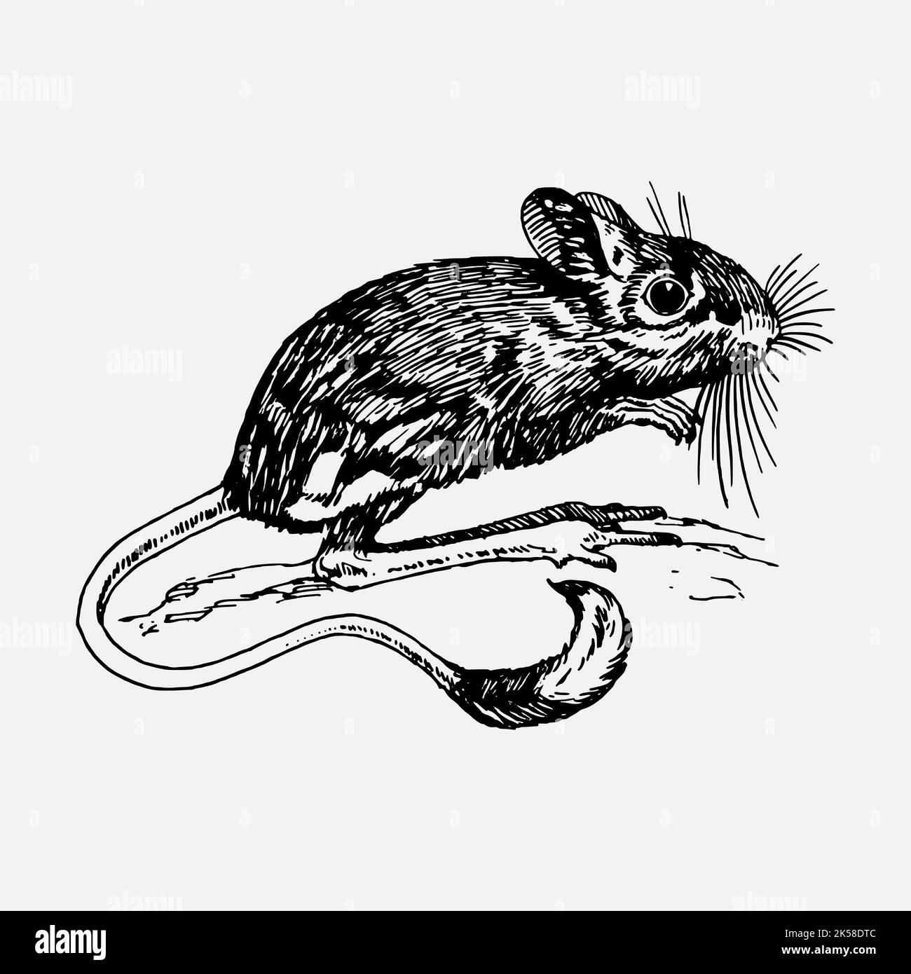Rat hand drawn clipart, animal illustration vector Stock Vector Image ...