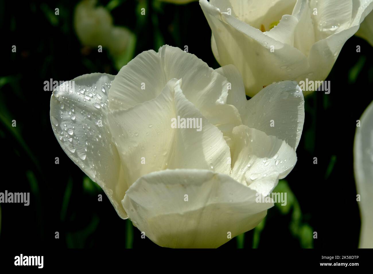 Macro photography of a flower: detail shot of a flower with background ...
