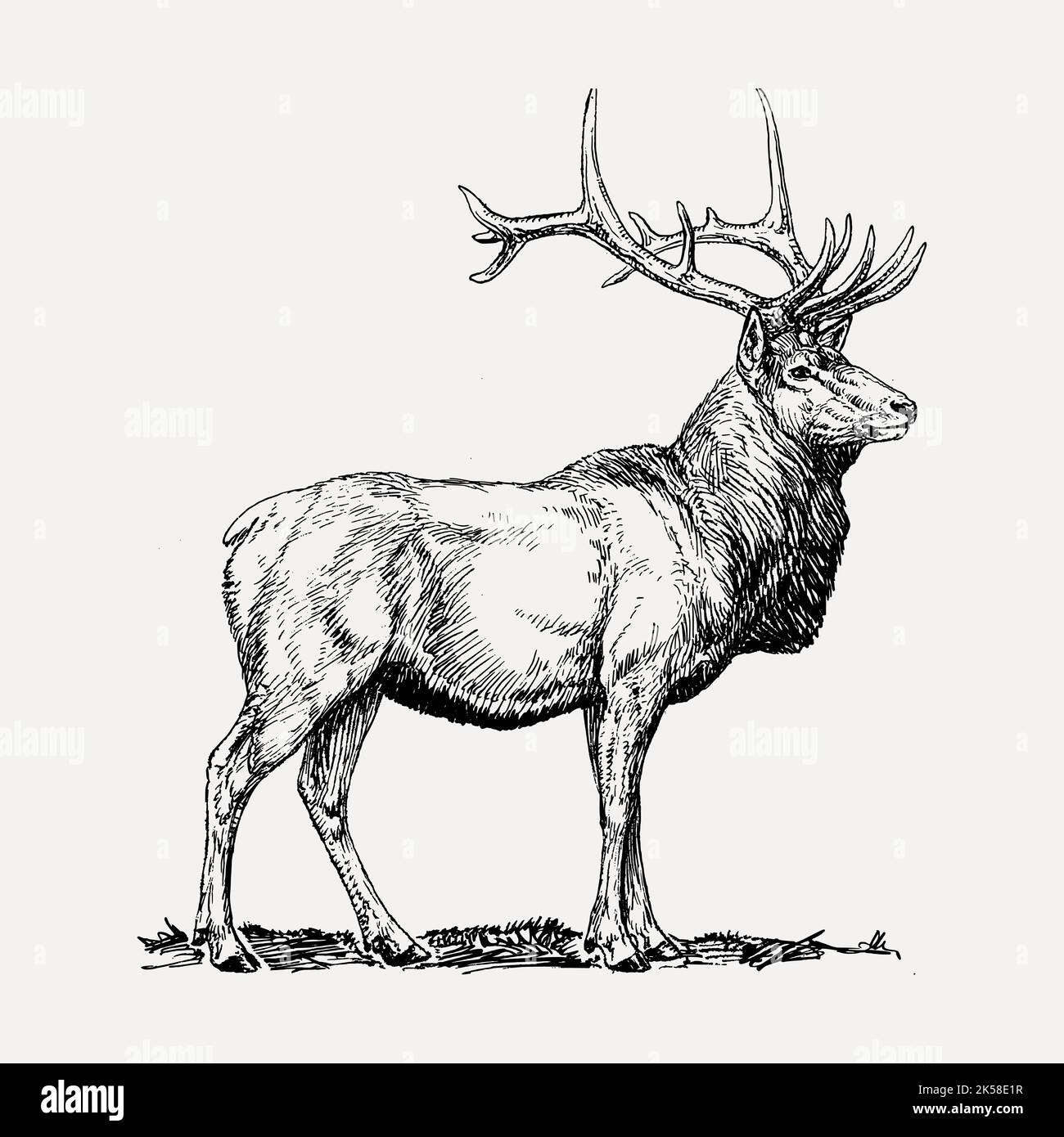 Elk hand drawn clipart, animal illustration vector Stock Vector Image ...