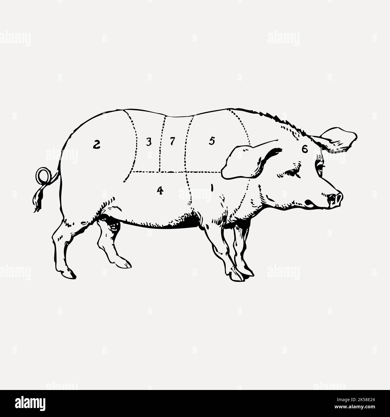 Pig hand drawn clipart, pork diagram illustration vector Stock Vector ...