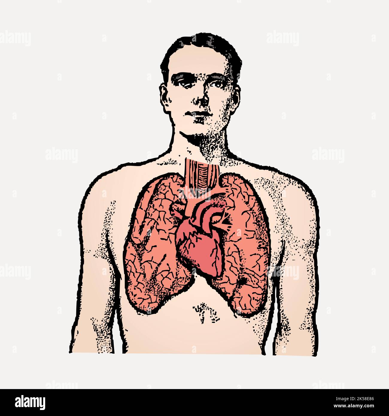 Anatomy man clipart, lungs illustration vector Stock Vector Image & Art ...