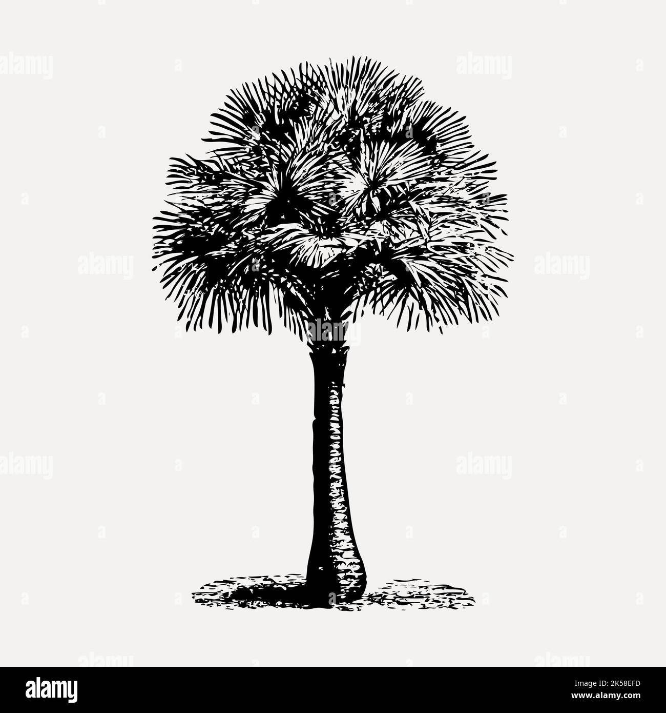 Australian fan palm illustration vector hi-res stock photography and ...