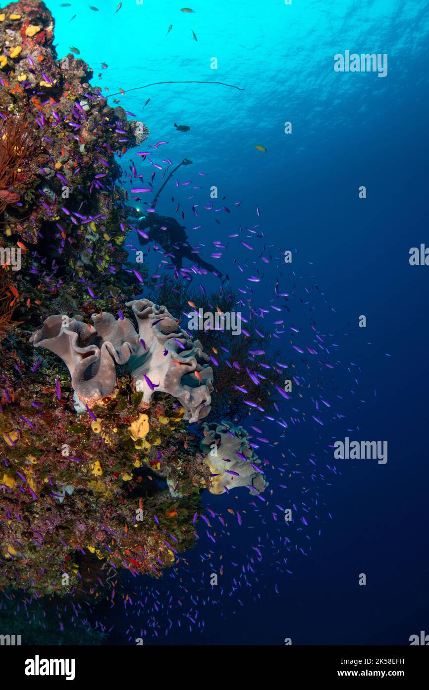 Coral reefs from Fiji Stock Photo - Alamy