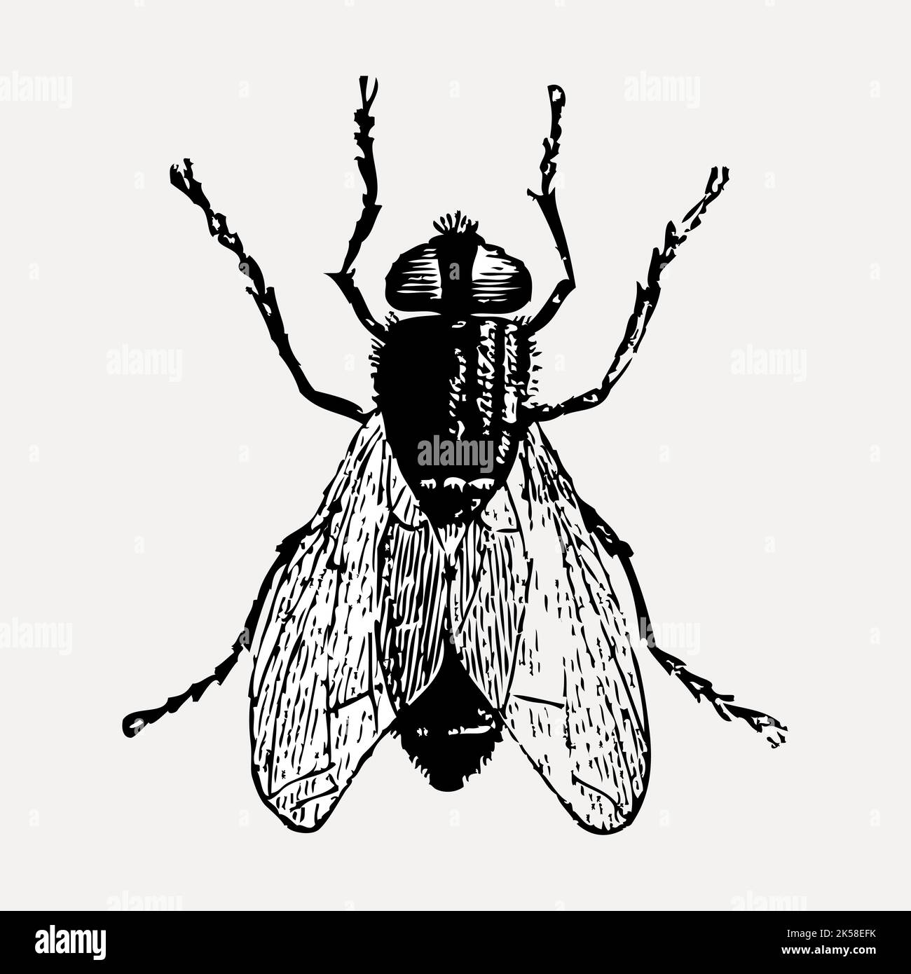 Fly insect hand drawn clipart, animal illustration vector Stock Vector ...