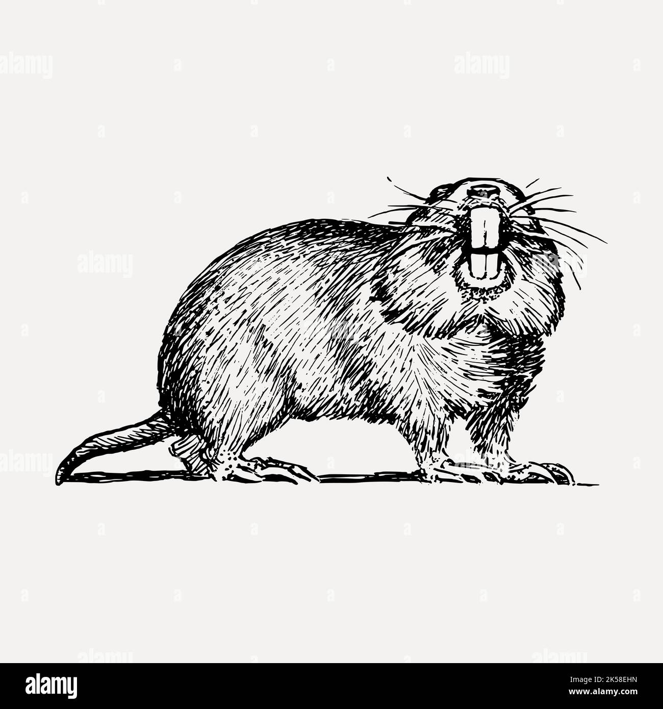 Gopher hand drawn clipart, animal illustration vector Stock Vector ...