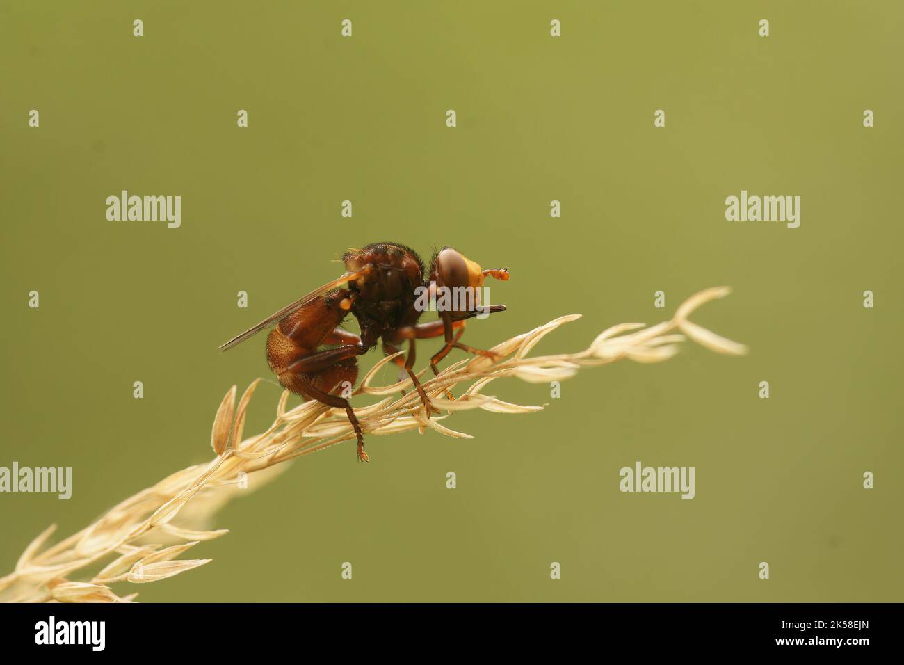 Closeup on a bee- parasite fly, the ferroginous bee-grabber, Sicus ...