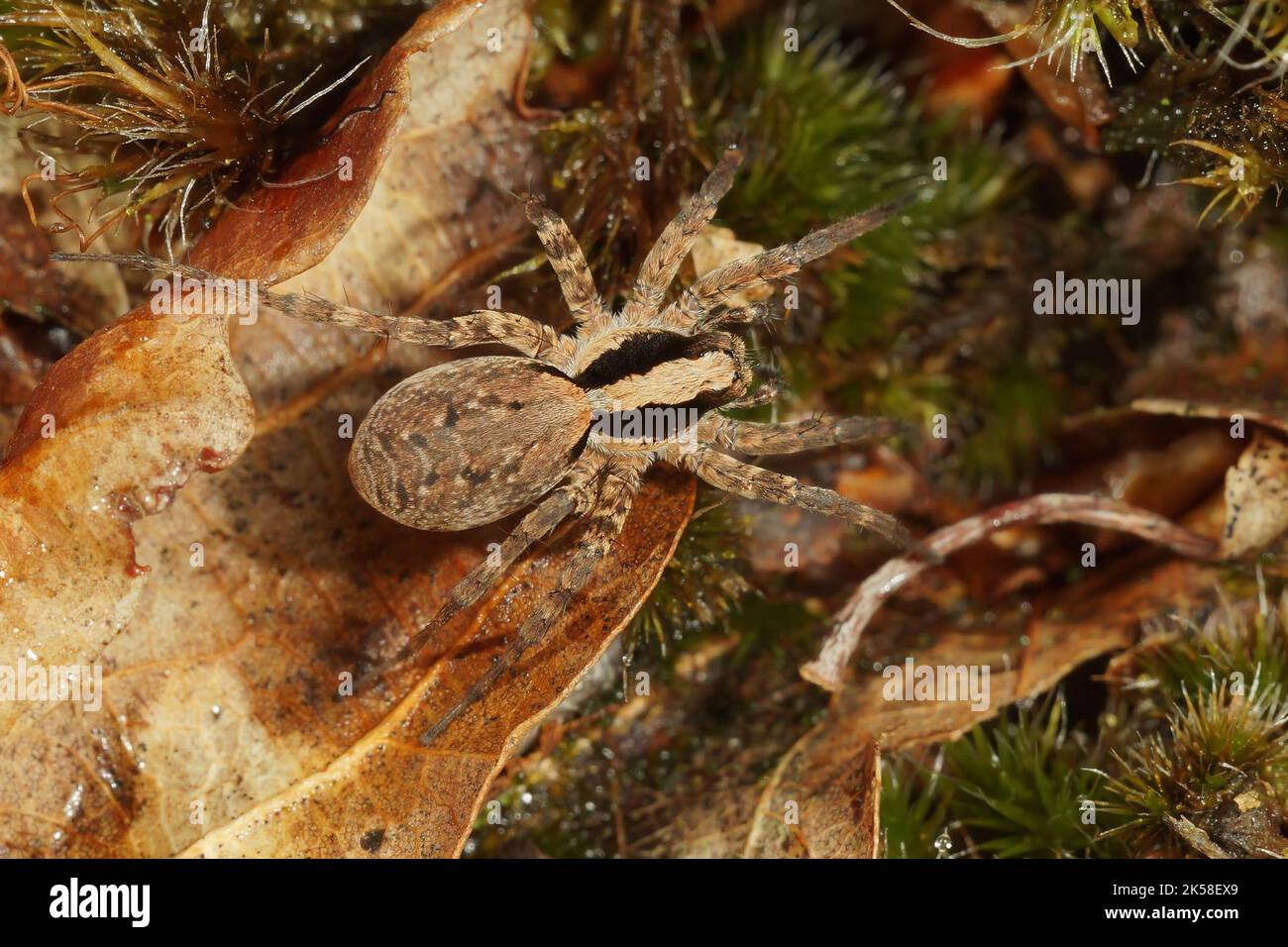 Burnt wolf spider hi-res stock photography and images - Alamy