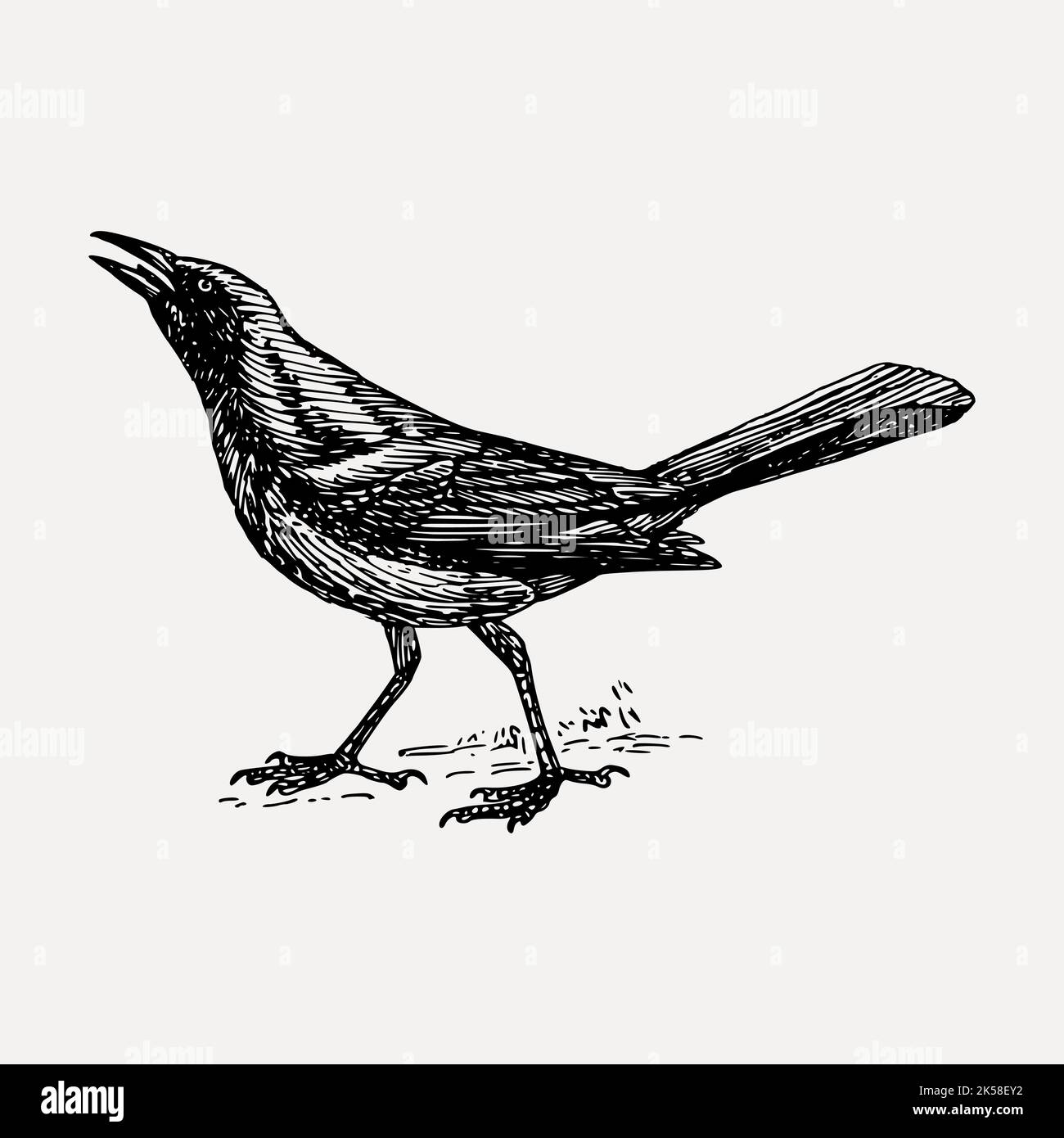 Grackle bird hand drawn clipart Stock Vector Images - Alamy
